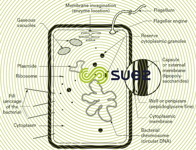 Water, the medium for microbial life - Degremont®