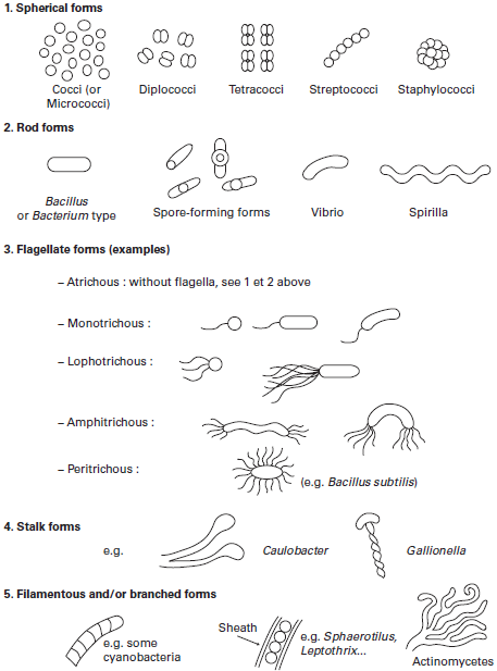 Importance of aquatic micro-organisms for the water treatment ...