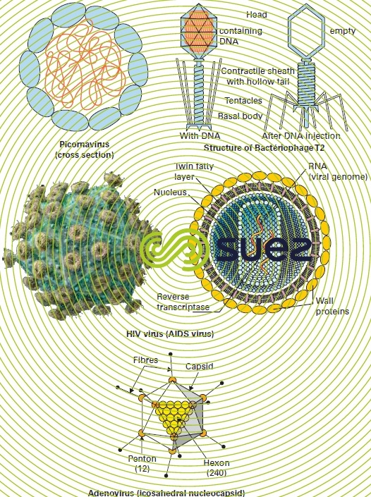 Pathogenic micro-organisms - Degremont®