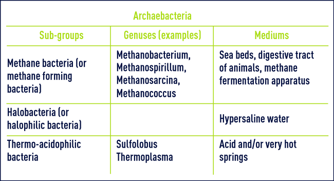 Archaebacteria Kingdom Facts