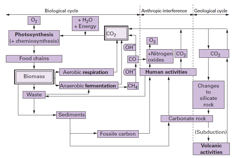 carbon cycle - Degremont®