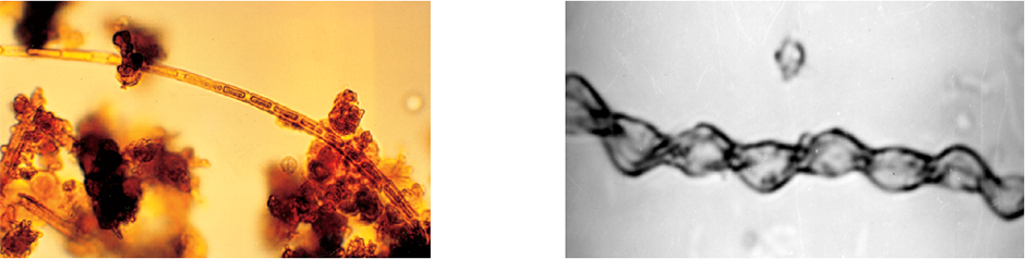 iron and manganese cycle - Degremont®