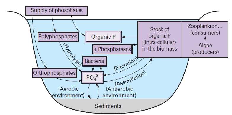 Phosphorus Diagram Cycle