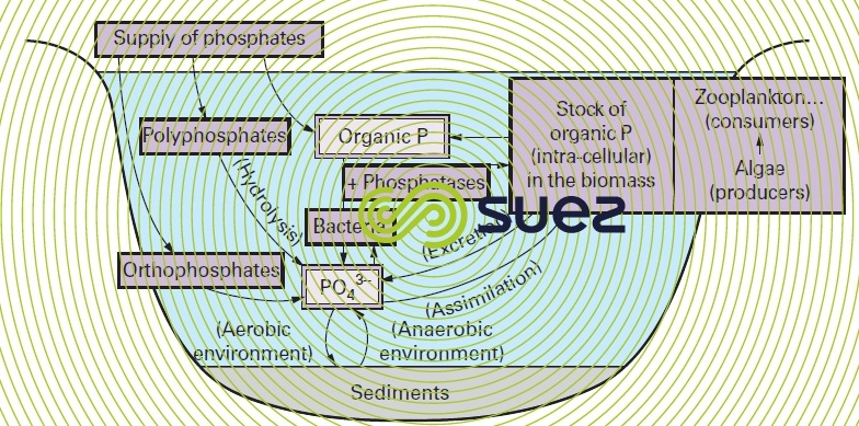 phosphorus cycle - Degremont®